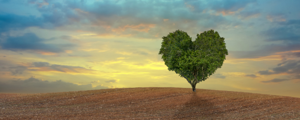 Types of Biofuels | Production, Uses & Advantages | Aris BioEnergy Blog